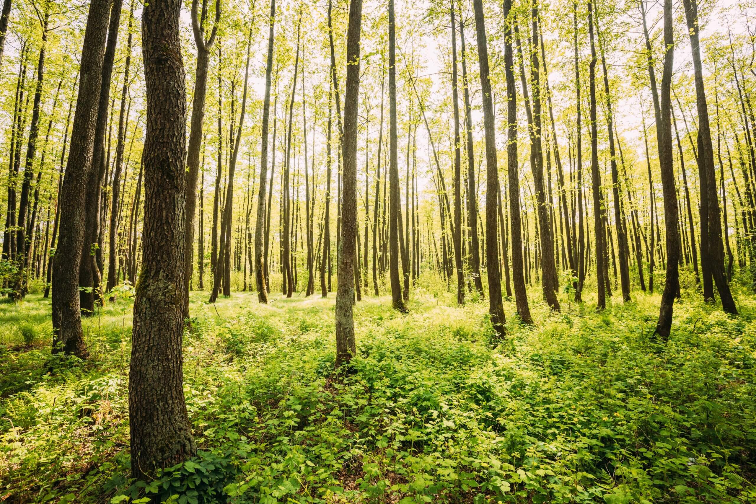 After Three Years of Study, the Transformative Effects of MacKenzie Scott’s Big Gifts are Clear ...